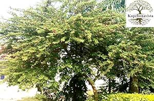 Kapebonavista® Shami Khejri Tree Jand Khejri Khejri Perumbai parambai ...