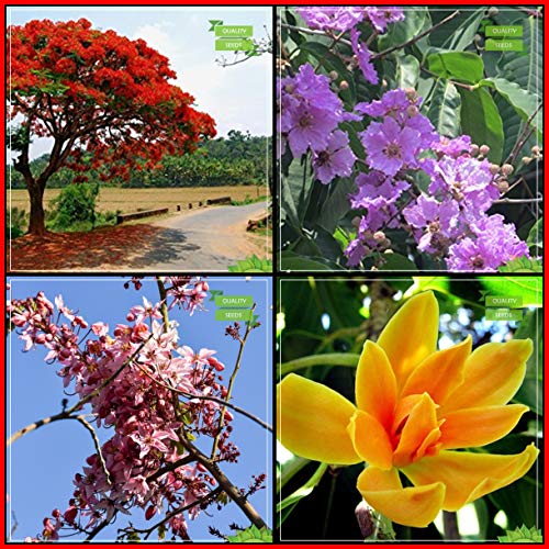 Buy Creative Farmer Summer Combo Tree : Gulmohar, Pride Of India ...
