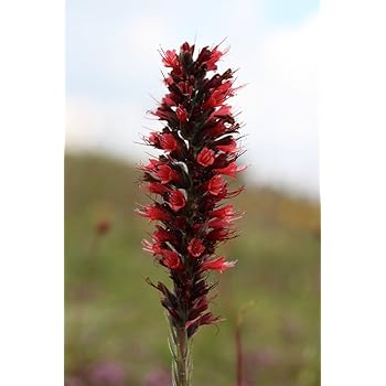 Roter Natternkopf Echium russicum Samen: Amazon.de: Garten