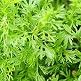 Coriander Seeds Coriandrum sativum Cilantro Chinese Parsley Hardy Annual Fragrant Leaves Easy to ...