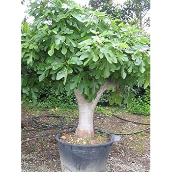 FICHI ALBERO DA FRUTTO ALBERO FICO PIANTA DI FICO "DOTTATO" FRUTTA ...
