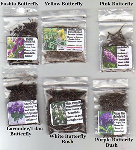 Buy Shoopy Star CAJANUS CAJAN, GANDULES, PIGEON PEA,25 Edible Tree Bean ...