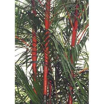 TROPICA - Palmier à tronc rouge (Cyrtostachys renda) - 10 graines ...