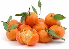 Nadorcott Mandarin With Leaves Spain 1 kg Approx.