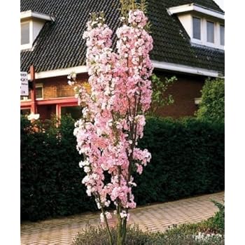Flowering Cherry Almond tree 1M bare root (Prunus triloba): Amazon.co ...
