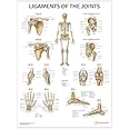 Ligaments of the Joints Chart/Poster 45x60cm, 18x24 inches, Ligaments ...