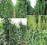 Monstranzbohnen zum Essen, Basteln und als Deko - Gartenmoni - Altes ...