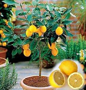 20 nano albero di limone belle bonsai di frutta in vaso pieno di ...