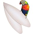 QXCFTW 2Pcs Cuttlefish, Cuttlefish for Birds, Cuttlefish For Tortoise ...