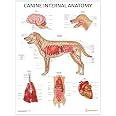 Canine Internal Organs Poster/Chart, 45x60 cm, 18x24 inches, Vet ...