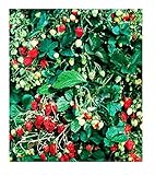 Fragole rampicanti - Ortaggi - Fragole rampicanti orto