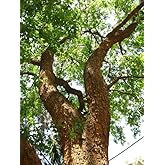 Greenursery Sheesham Sissoo Shisham Sisam Tree Live Plant Indian ...