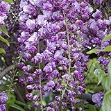 Glicine - Wisteria - Wisteria - Rampicanti - Glicine - Wisteria ...