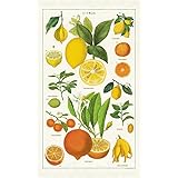 Cavallini Papers & Co., Inc. Tea Towel, Multicolor : Amazon.co.uk: Home & Kitchen