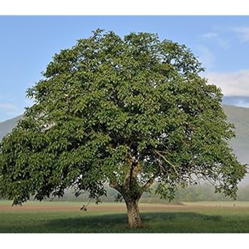 Walnuss Baum winterhart Juglans regia Sämling Obstbaum Walnussbaum 80 ...