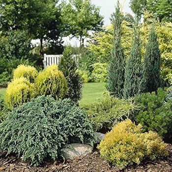 Cupressus Macrocarpa - Goldcrest - Lemon Scented Conifer 10.5cm pots ...