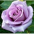 Blue Moon Hybrid Tea Bush Rose, Fragrant ICY Blue/Lilac/Mauve Blooms 3 ...