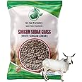 SRI SAI FORESTRY Sorghum Sudan Grass Multi Cut Fodder Seeds | White Sorgum Jower | Fast Growing ...