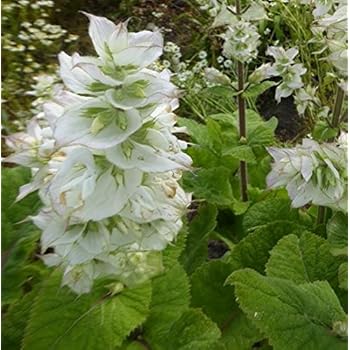 Salvia sclarea 'Vatican White'/White Clary Sage/Hardy Perennial/Seeds ...