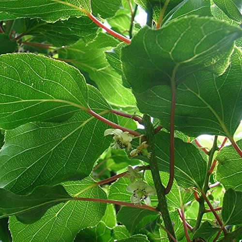 Actinidia Arguta - JungleKey.fr Image