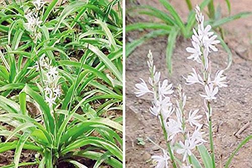 50% OFF on ROOKHRAJ PAUDHSHALA Chlorophytum Borivilianum Plant, Safed ...