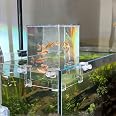 Fish Elevator Inverted Aquarium, Transparent Above Water Tank, Acrylic ...