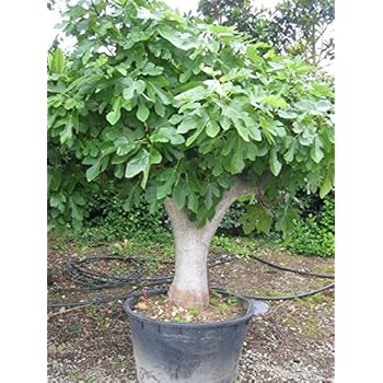 FICHI ALBERO DA FRUTTO ALBERO FICO PIANTA DI FICO "DOTTATO" FRUTTA ...