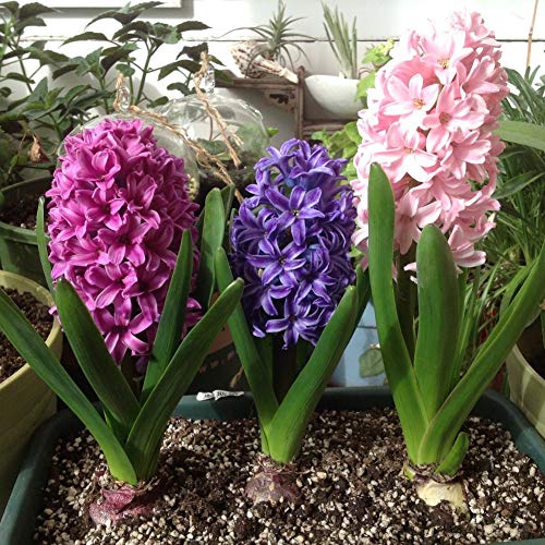 Jacinthe : plantation, multiplication