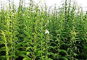 Plant House Live Black Til-Gingelly sesame Medicinal Plant With Pot ...