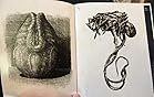 Buy Alien Covenant: David’s Drawings Book Online at Low Prices in India ...