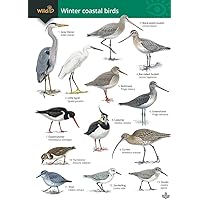 Summer Coastal Birds (WildID): Amazon.co.uk: Farley-Brown, Rebecca, Langman, Mike: 9781908819147 ...