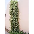 Trachelospermum jasminoides Evergreen Star Jasmine Climbing Plant 2 ...