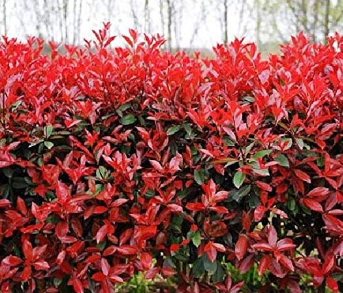 Le photinia, un arbuste persistant au feuillage rouge pour tous les jardins