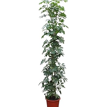 Indoor Plant -House or Office Plant -Schefflera arborea Nora Green ...