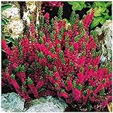 [x4] Scottish Heather Calluna Vulgaris 'Spring Cream' | Multi-Pack ...