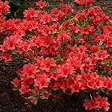 1 X Azalea 'Geisha Pink' Japanese Evergreen Shrub Hardy Plant in Pot ...