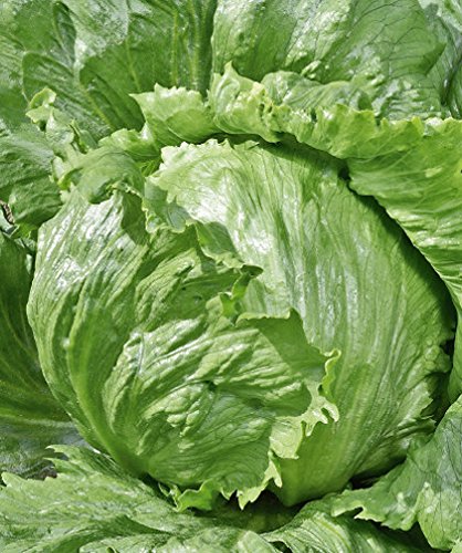 Laitue Iceberg : semis, culture, variétés