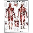 NIDONE Anatomy Posters,50x70cm Learning Muscular System Anatomical ...