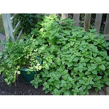 Indian Mint Satureia douglasii mint scented trailing herb basket plant ...