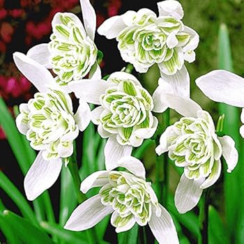 100 Snowdrop Bulbs"Galanthus Nivalis". Free UK P&P: Amazon.co.uk ...