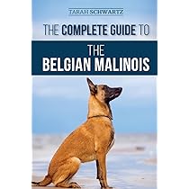 Belgian Malinois Information Malinois On A Mission: Meet The Dogs Who