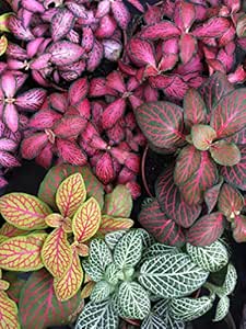 CAPPL Fittonia Plants (Pot Included) - 4 Small Plants (Any 4 Colors ...