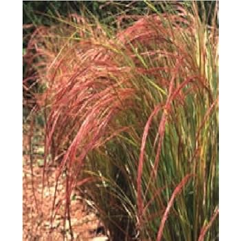 Red Maiden Grass 15 Seeds, Miscanthus Sinensis, Plume Grass: Amazon.co ...
