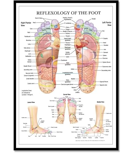 Massage Therapist Knowledge Foot Reflexology Chart The 3 Massages For