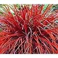 Red Hook Sedge Ornamental Grass 15 Seeds,Uncinia Grass - Crimson red ...