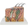35X Magnification Human Skin Model Dermatology Teaching : Amazon.co.uk ...