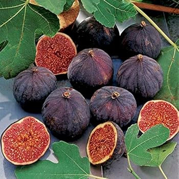 FICHI ALBERO DA FRUTTO ALBERO FICO PIANTA DI FICO "DOTTATO" FRUTTA ...