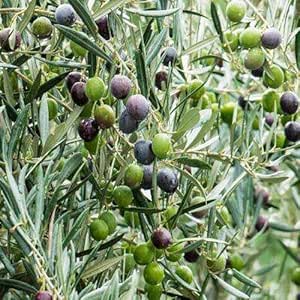Plants Point Rare Imported Self Pollinating ' Arabic Olive ' Tree Live ...