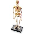 Learning Resources Skeleton Model, Miniature Model, Easy to Manipulate, 41-Piece Model, Ages 8 ...