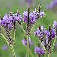 Lavender 'Oregano' Kew Collection Seeds Lavandula multifida Fernleaf ...